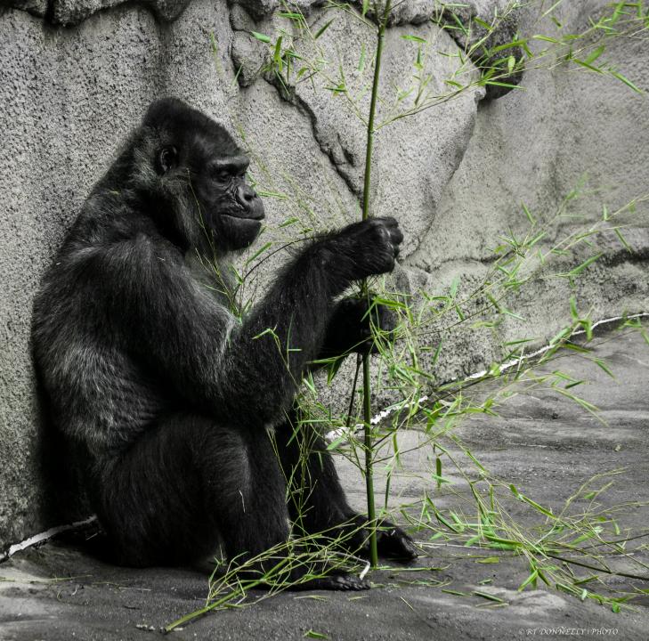 Gorilla Snack | Shutterbug
